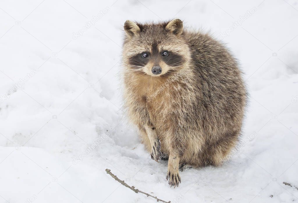 Mapache, o mapache americano. Es un mamífero depredador. El pelaje de ...