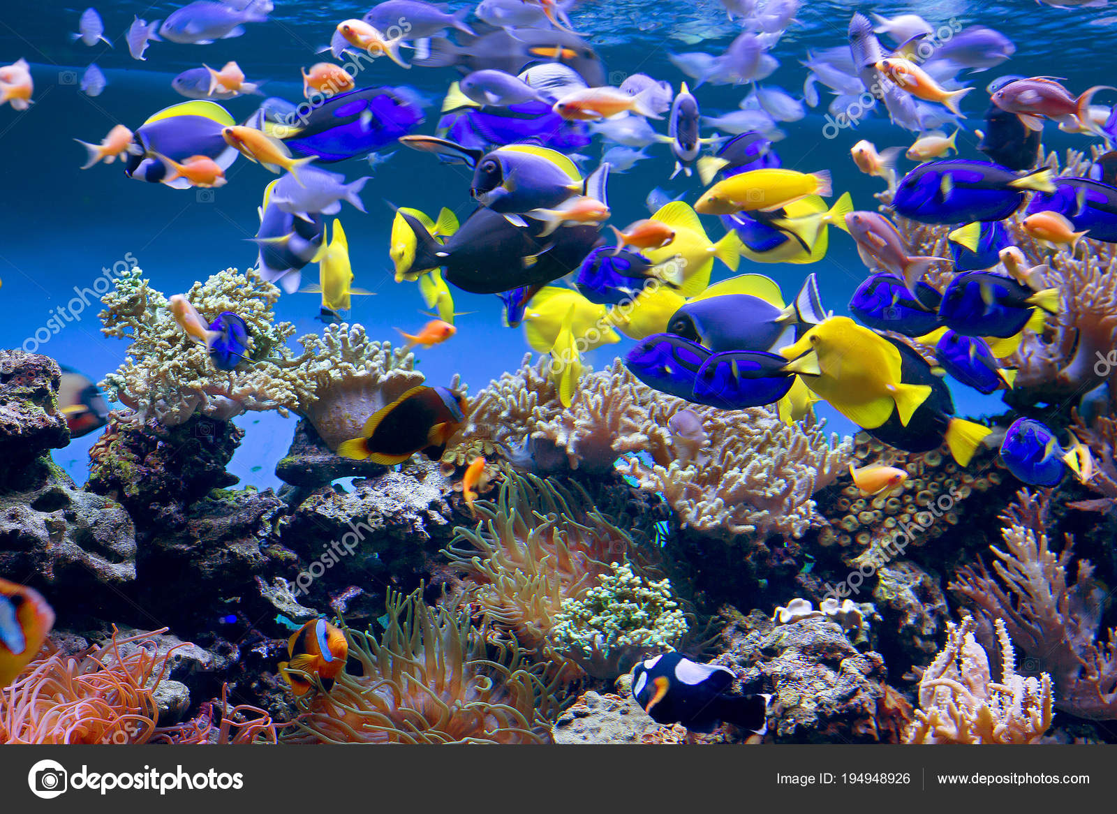 Fish Tank Aquarium Fish Delight You Its Unforgettable Beauty Underwater ...