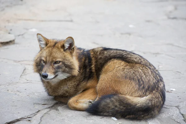 Jackal Jackals Differ Small Sizes Appearance Jackal Very Similar Gray ...