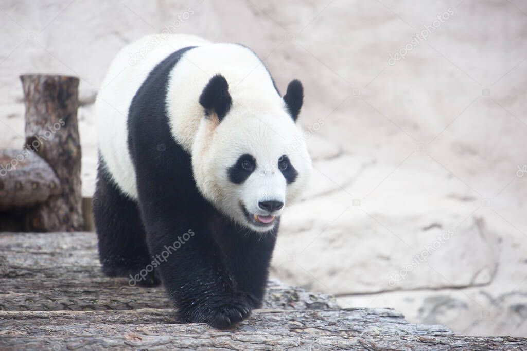 Panda Gigante.Es un mamífero de la familia de los osos con pelaje ...