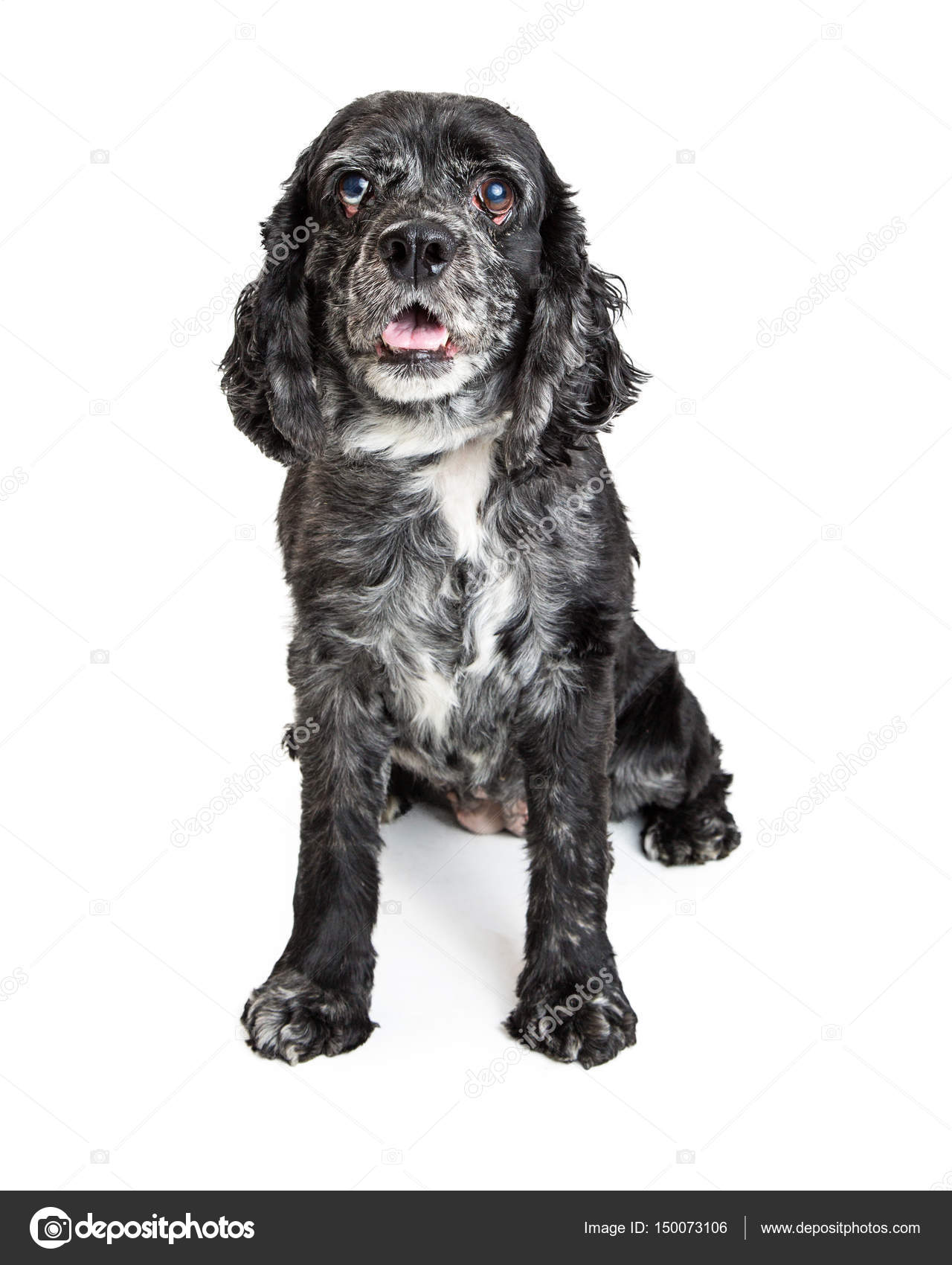 Mezcla De Cocker Spaniel Blanco Y Negro