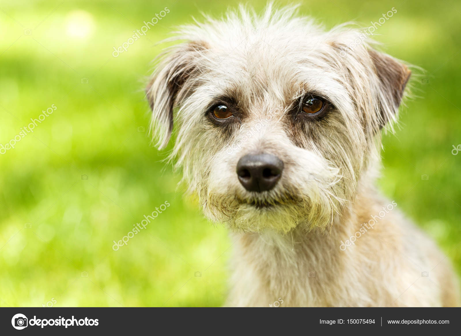 Cute Small Dog Mix Breeds