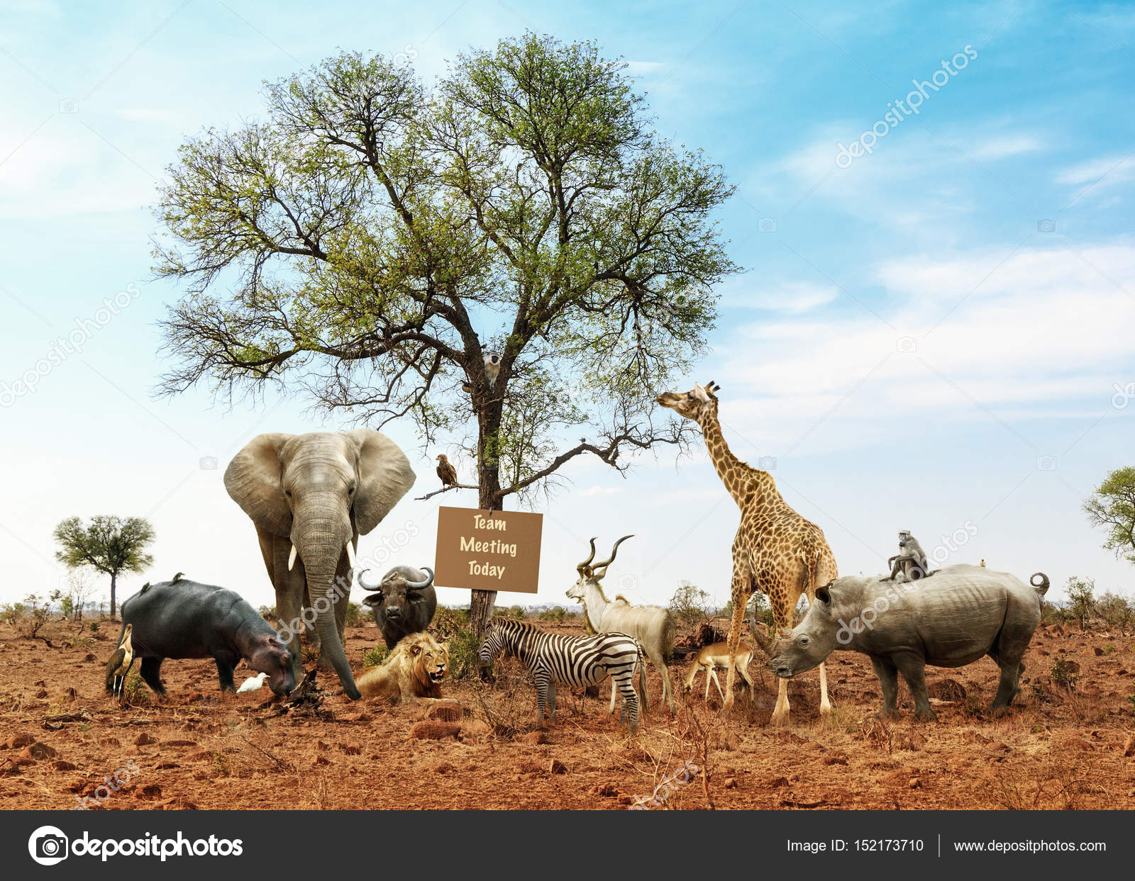 Wild animals meeting as a team Stock Photo by ©adogslifephoto 152173710