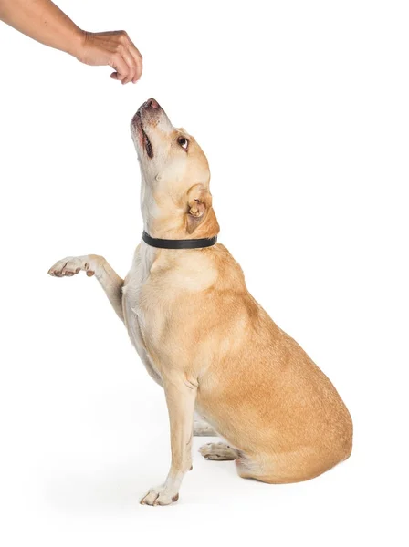 Dog raising hand Stock Photos, Royalty Free Dog raising hand Images ...