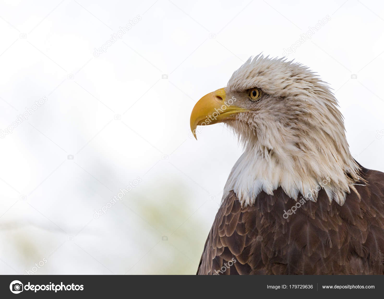 Head Beautiful American Bald Eagle Natural Habitat — Stock Photo ...