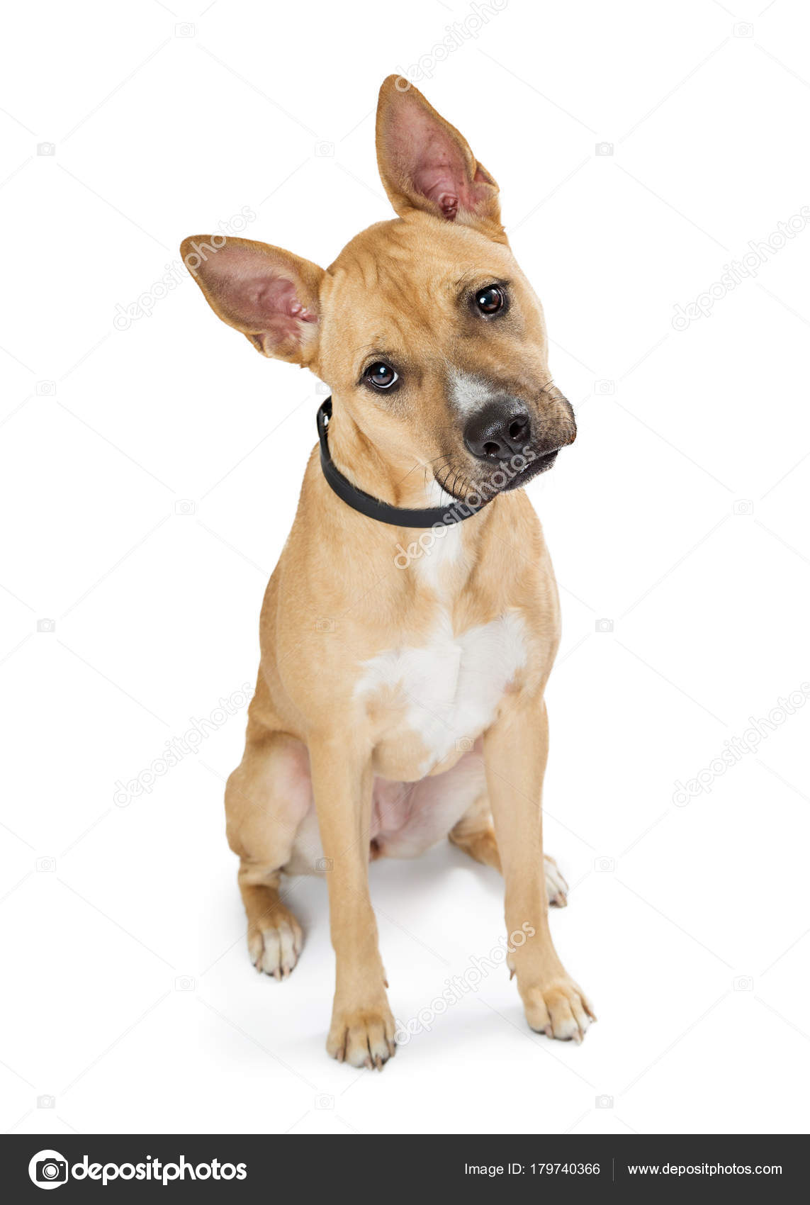 Basenji Pitbull Terrier Mix