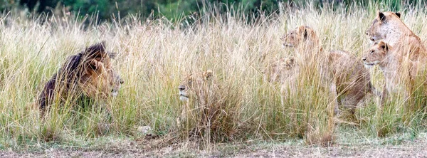 Lion food web Stock Photos, Royalty Free Lion food web Images ...