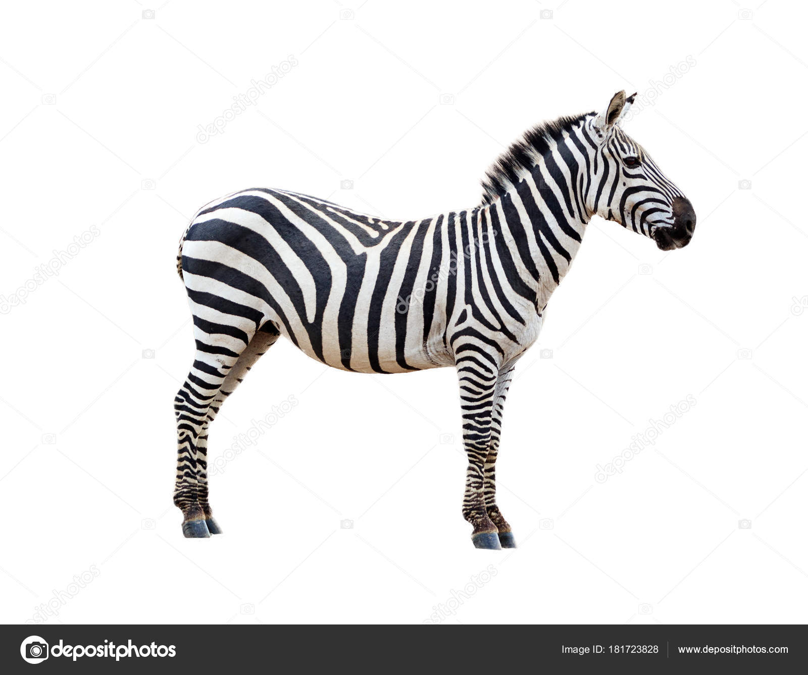 Zebra Side View Zebra Side Zebra Profile: Over 754 Royalty Free