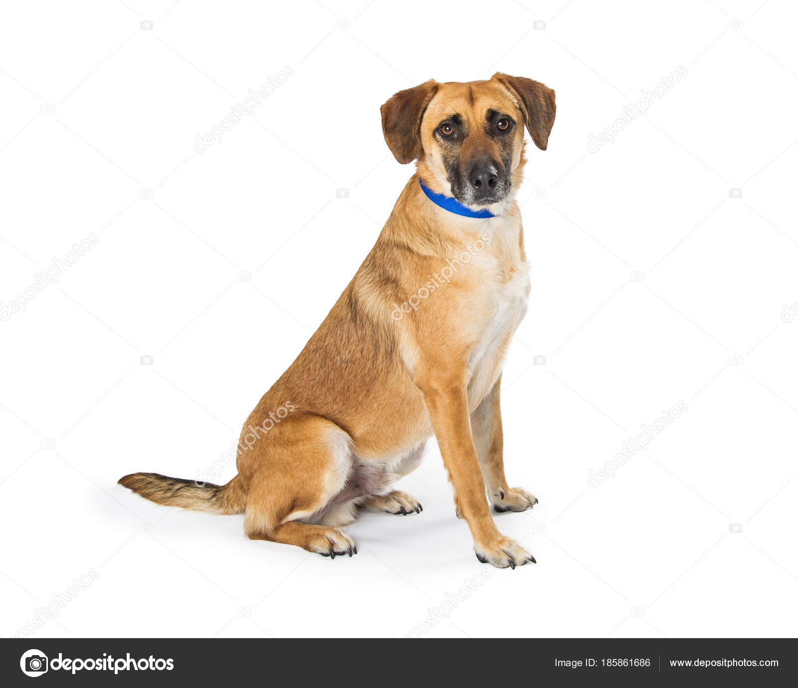 Why Does My Dog Sit On His Side