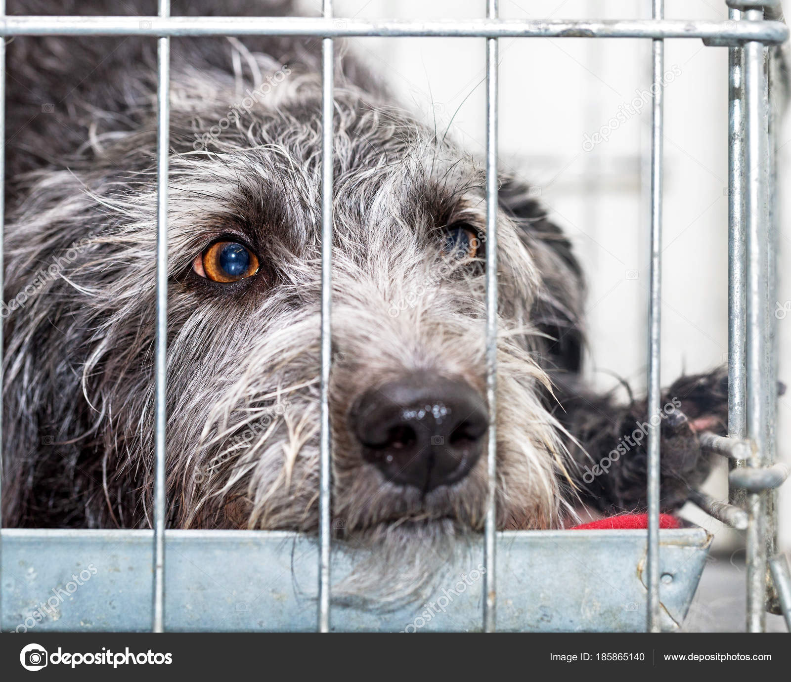 Sad Puppies In Shelters