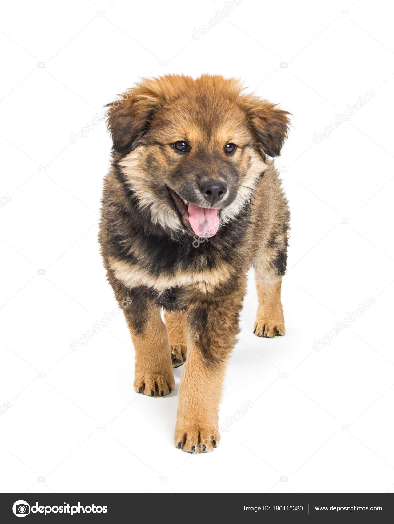 Chow Chow Rottweiler Mix