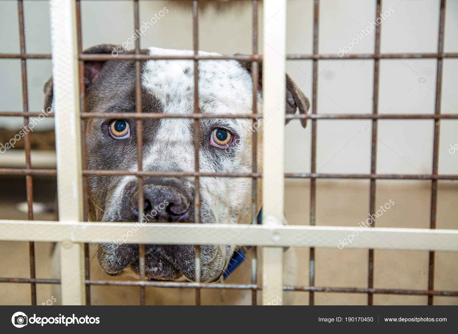 Sad Large Pit Bull Breed Dog Bars Kennel Rescue Shelter Stock Photo by ...