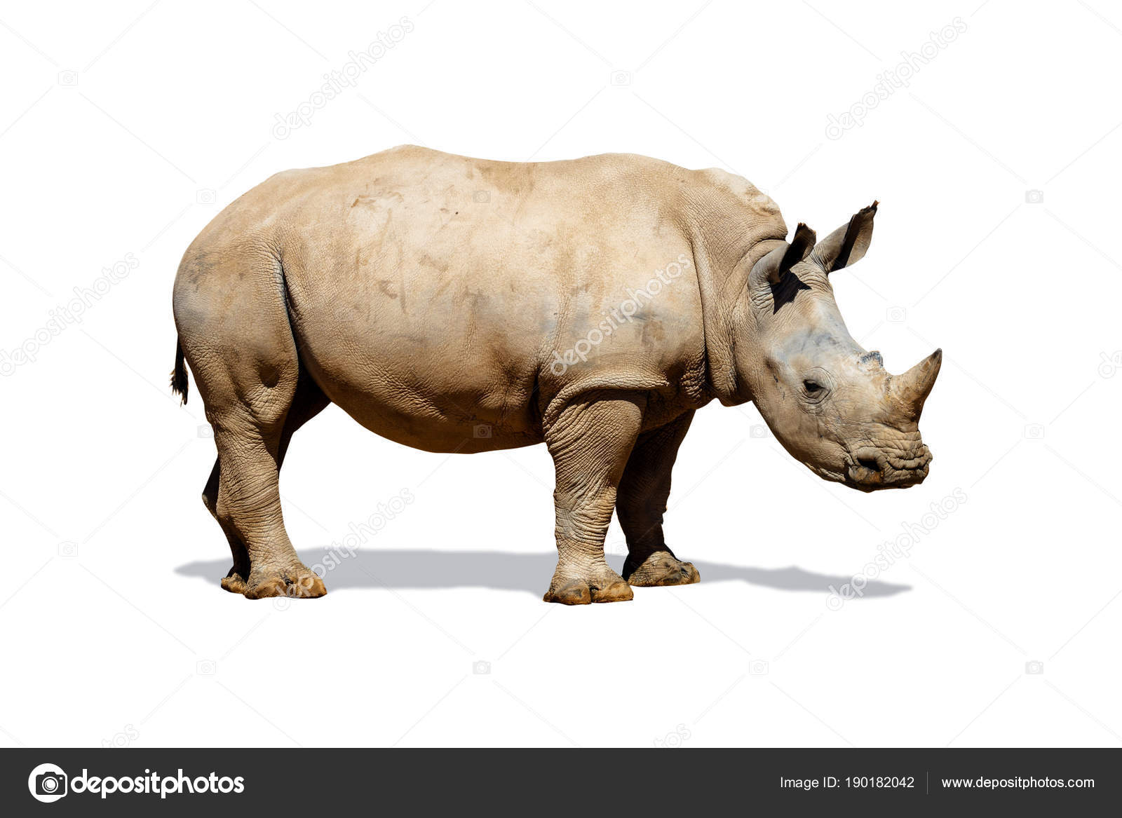 Rhino Side View