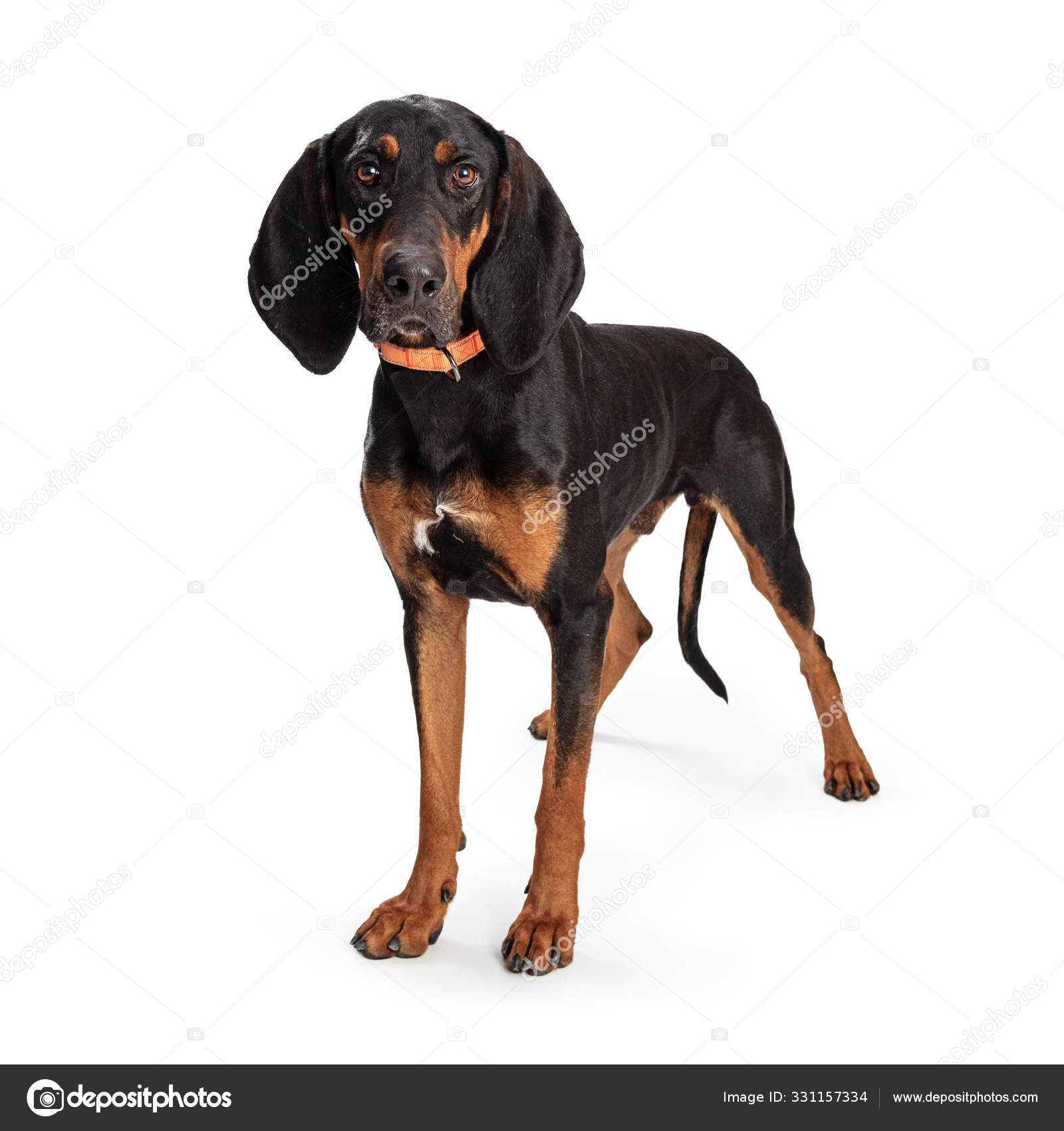 Beautiful Black Tan Coonhound Dog Standing White Background Looking ...