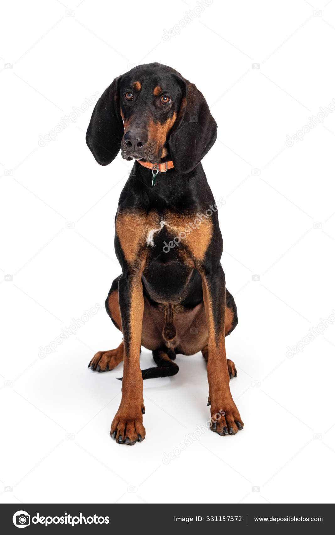 Black And Tan Coonhound Dachshund Mix