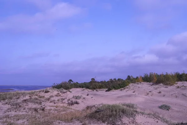 Sanddynerna tallskog Stockfotografier, royaltyfria Sanddynerna tallskog ...