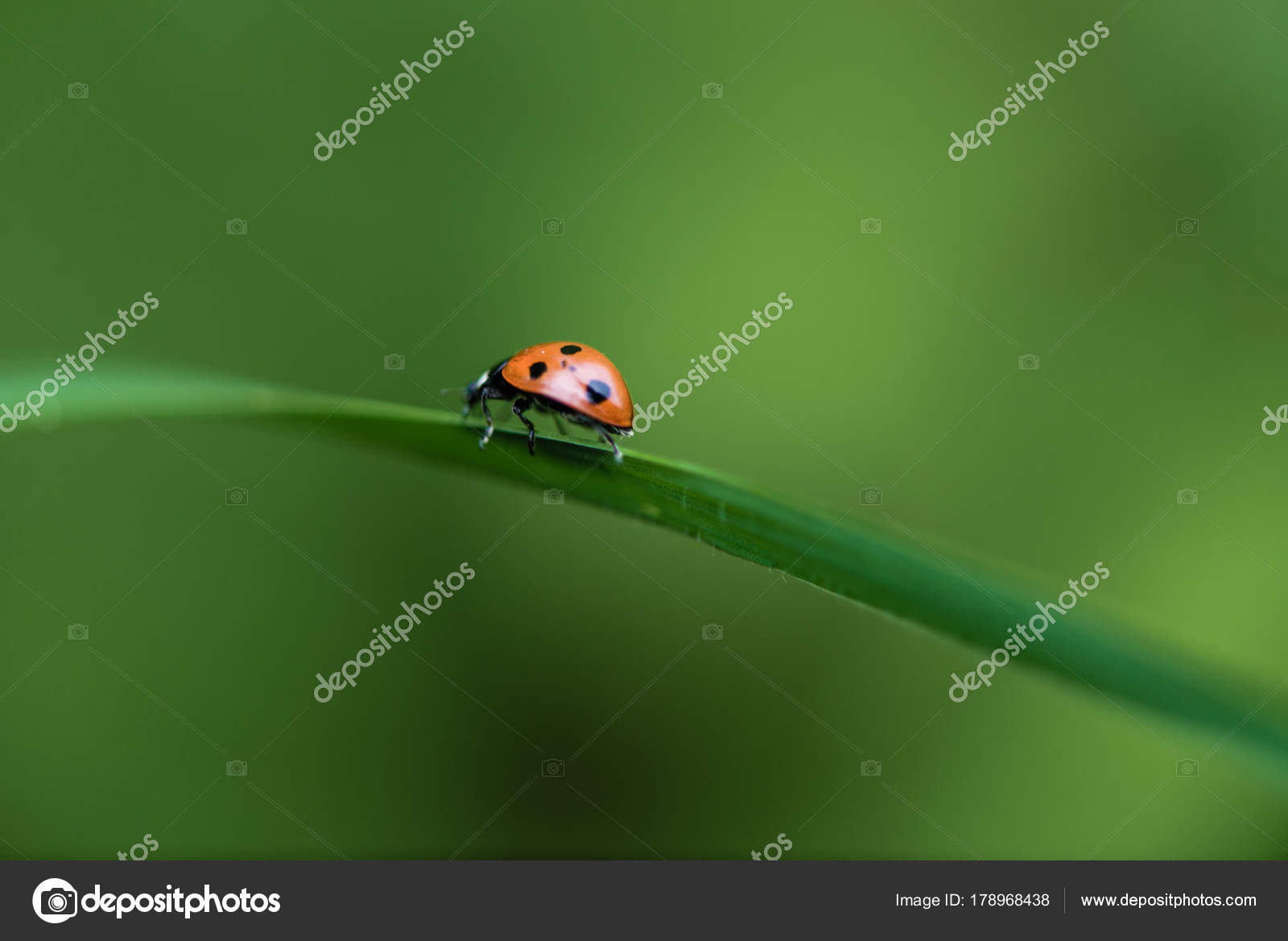 Close Ladybug Green Leaf — Stock Photo © Svyatkovsky #178968438