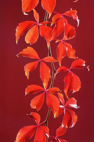 branch with red leaves of wild vine - Stock Image - Everypixel