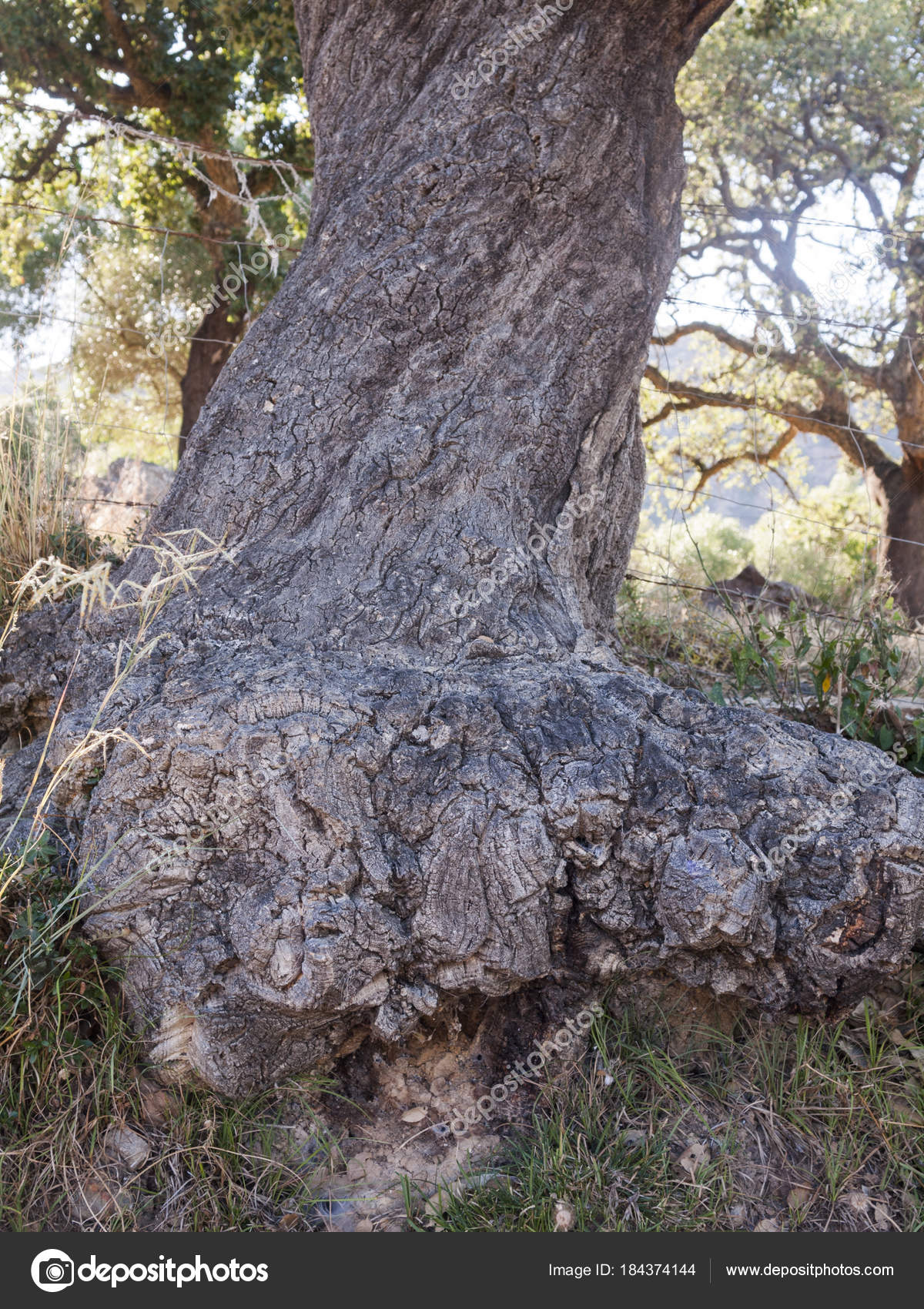 Photo Fresh Green Olive Tree Italy Europe — Stock Photo © CHROMORANGE ...