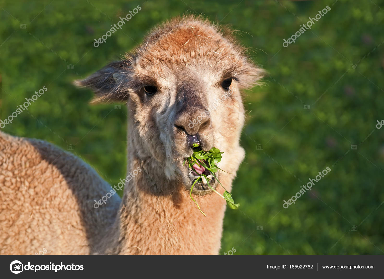 Alpaca Vicugna Pacos Close Stock Photo by ©CHROMORANGE 185922762