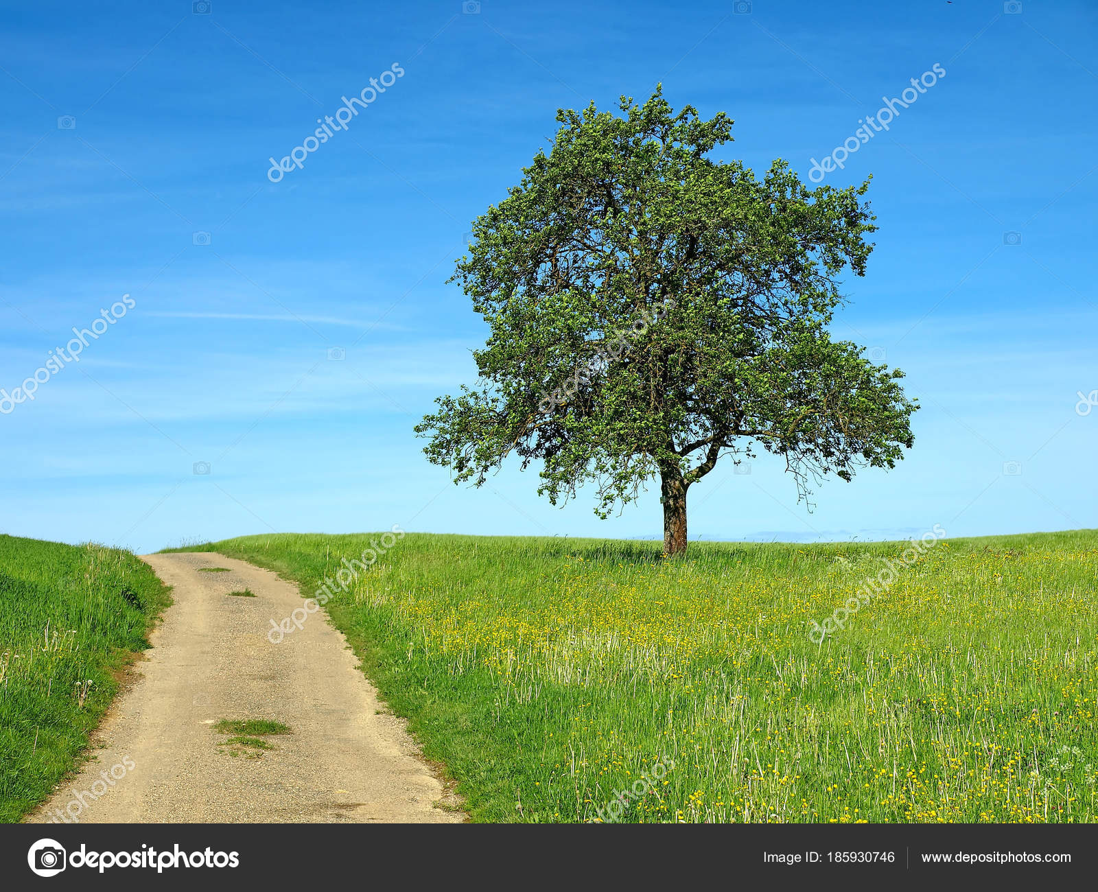 Photo Old Tree Green Field Blue Sky Background — Stock Photo ...