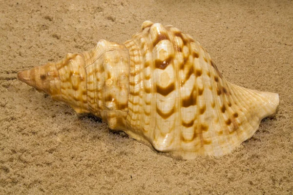 Giant sea shell Stock Photos, Royalty Free Giant sea shell Images ...