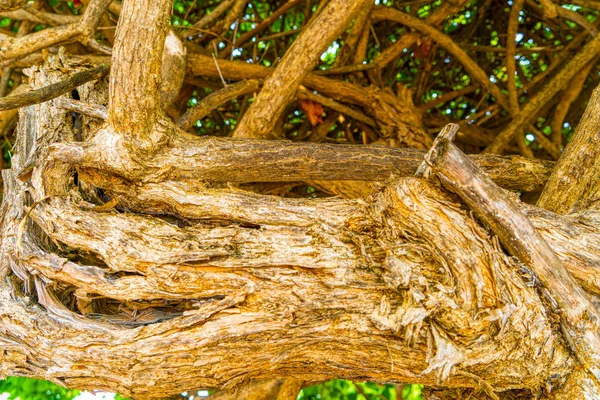 Twisted tree trunk with marks of strangulation - Stock Image - Everypixel