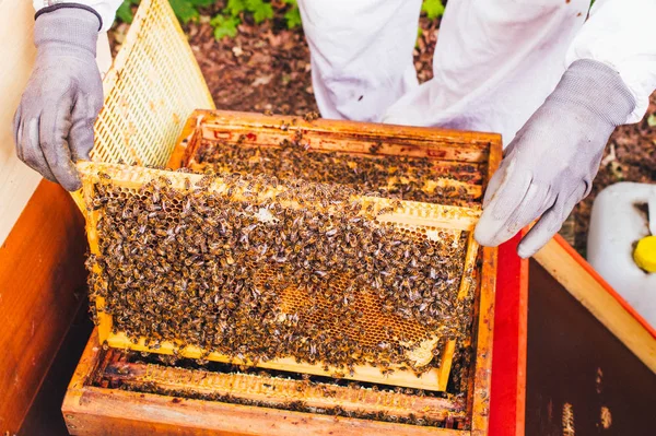 Bees dying Stock Photos, Royalty Free Bees dying Images | Depositphotos