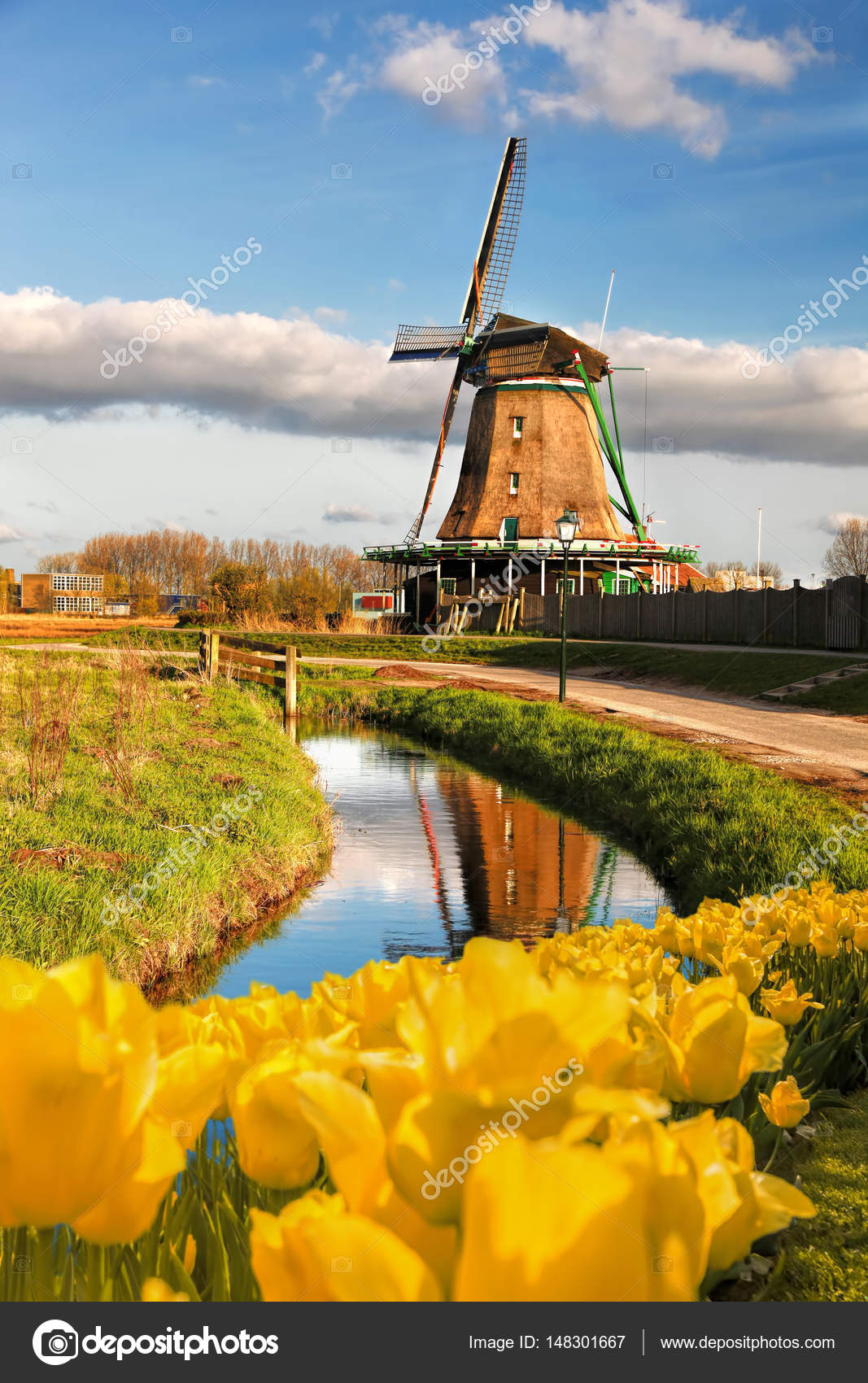Dutch Windmill Tulips