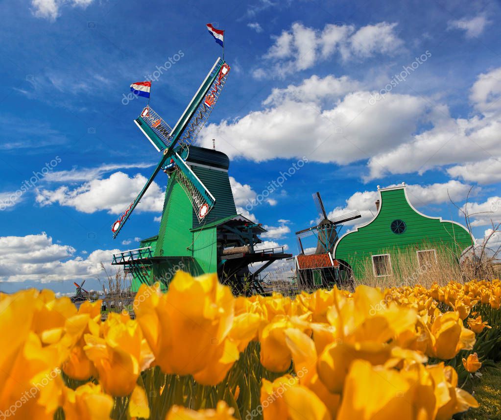Molino tradicional holandés con tulipanes en Zaanse Schans, zona de ...