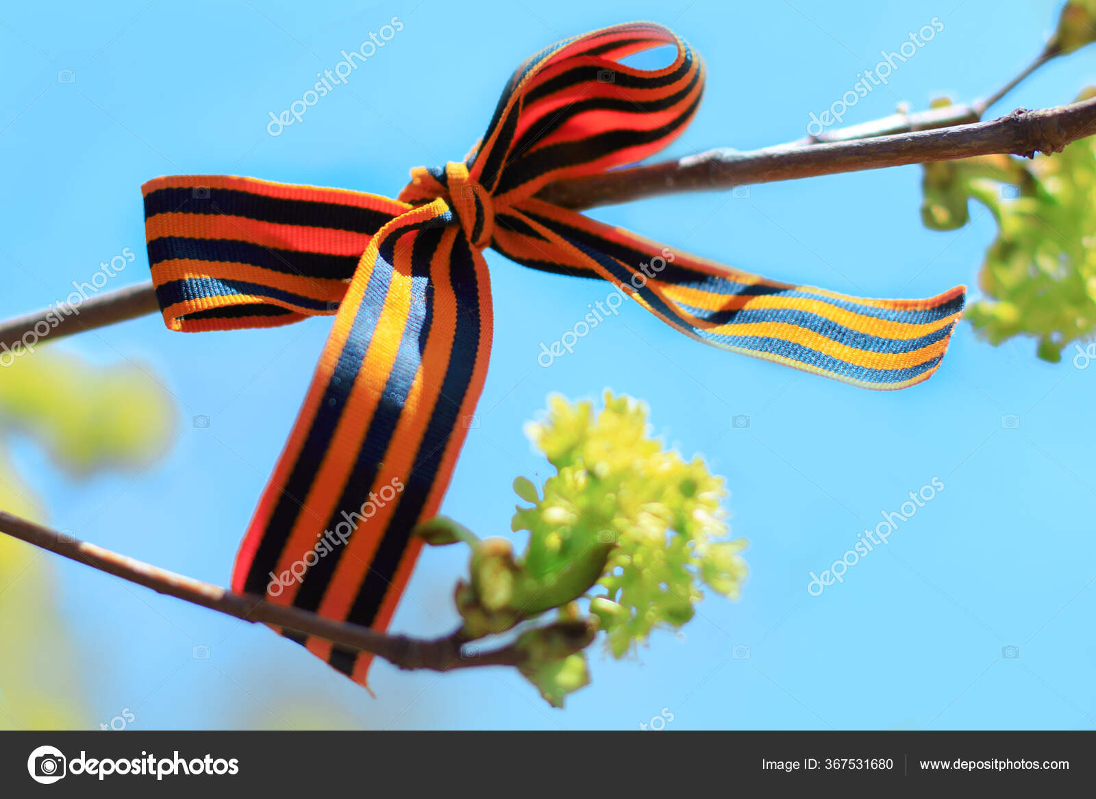 Saint George's Ribbons Tree Branches May Russian Holiday Victory Day ...