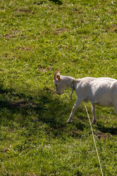 Skipping lamb Stock Photos, Royalty Free Skipping lamb Images ...