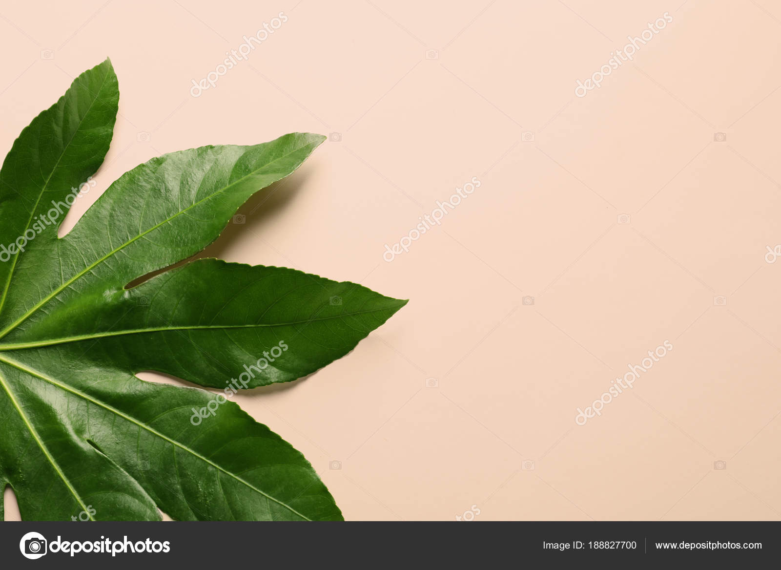 Tropical Aralia leaf on color background, top view Stock Photo by ...