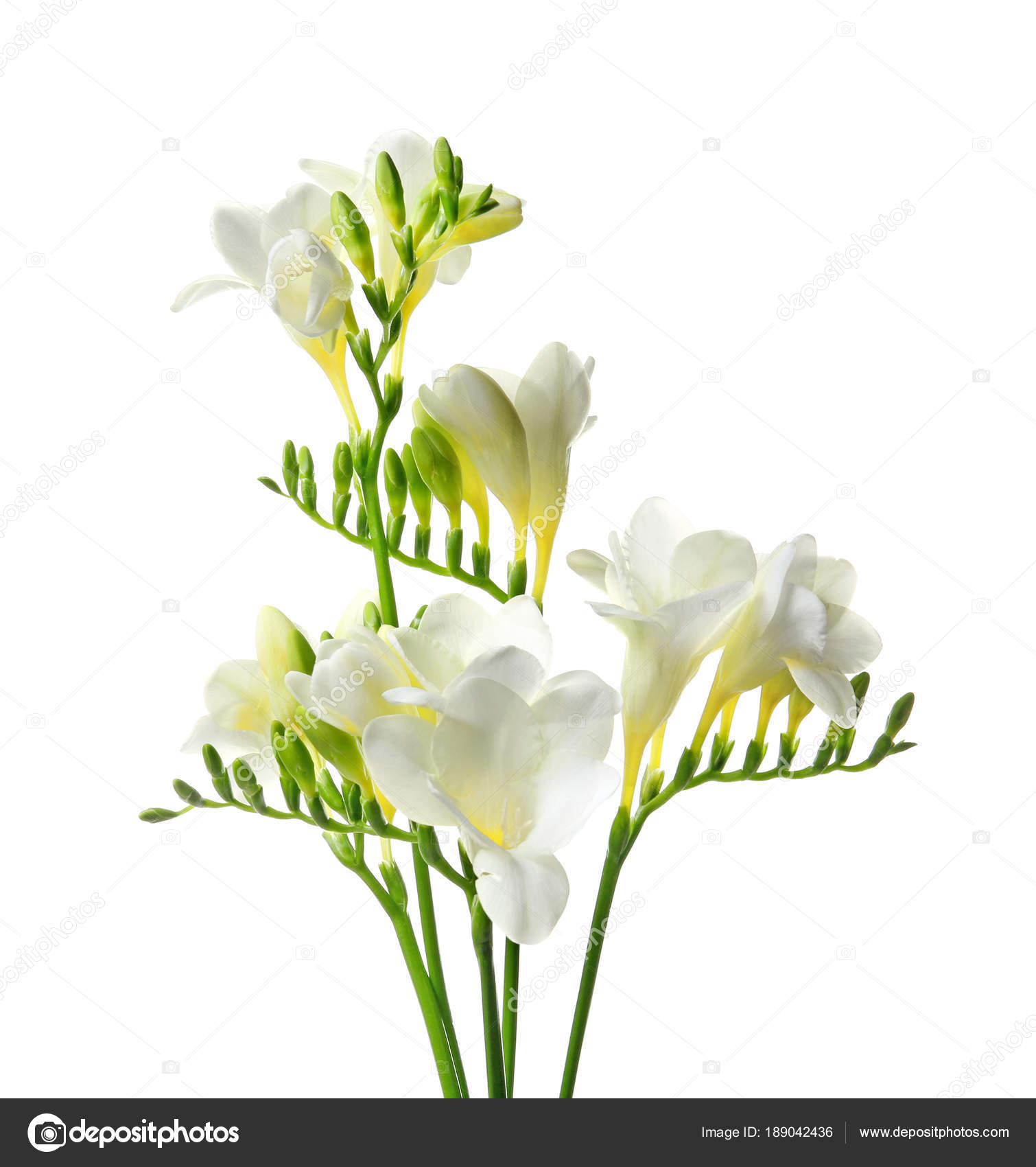Beautiful freesia flowers on white background — Stock Photo © NewAfrica ...