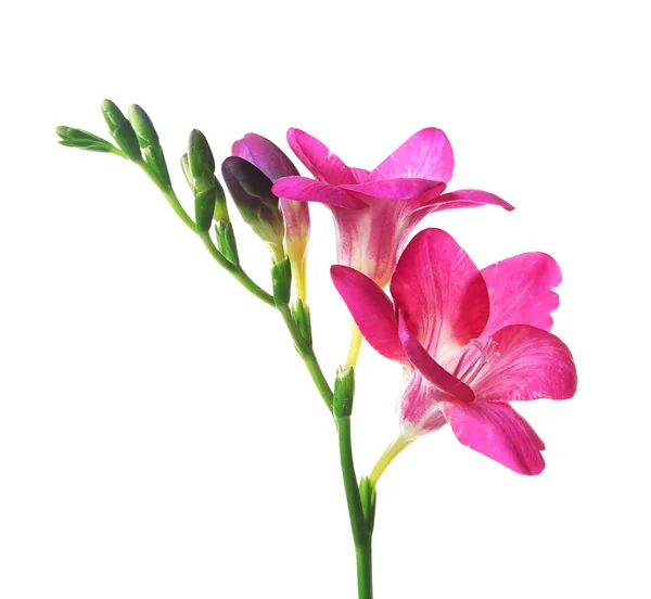 Pink freesia flower, isolated on white — Stock Photo © belchonock #20663653