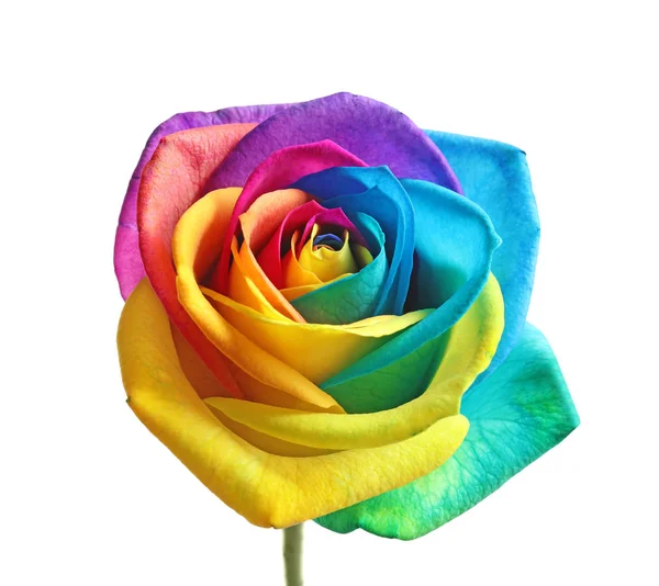 Amazing rainbow rose flower on white background Stock Photo by ...