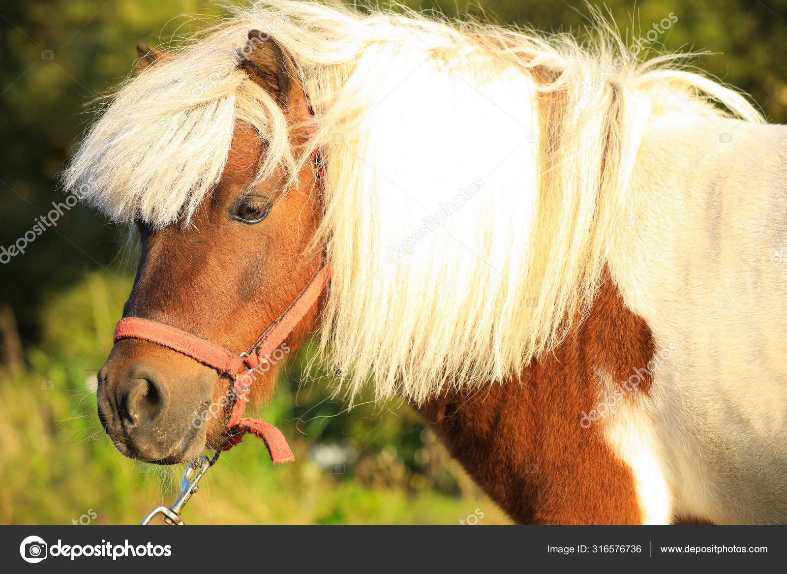 Beautiful pony outdoors on sunny day. Pet horse — Stock Photo ...
