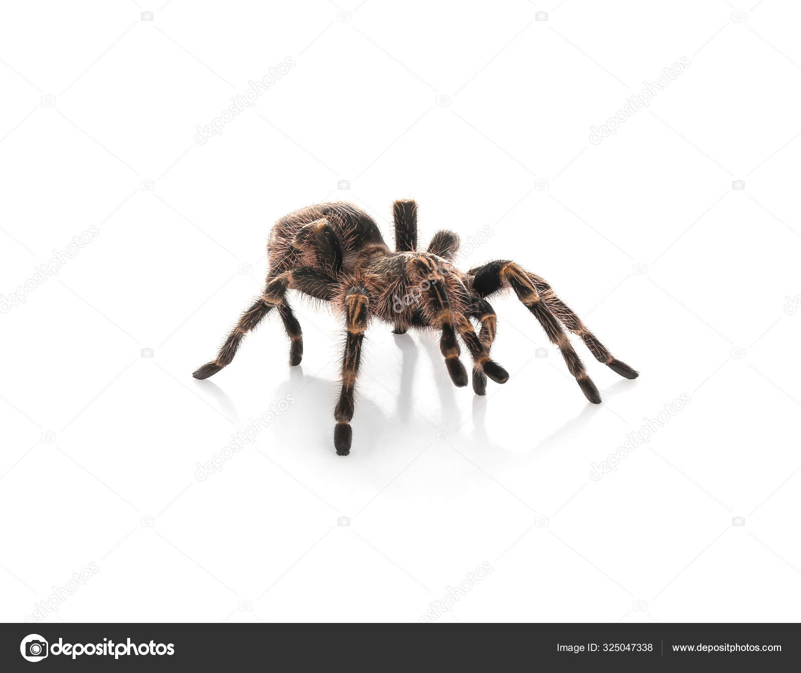 Striped Knee Tarantula Aphonopelma Seemanni Isolated White Stock Photo ...