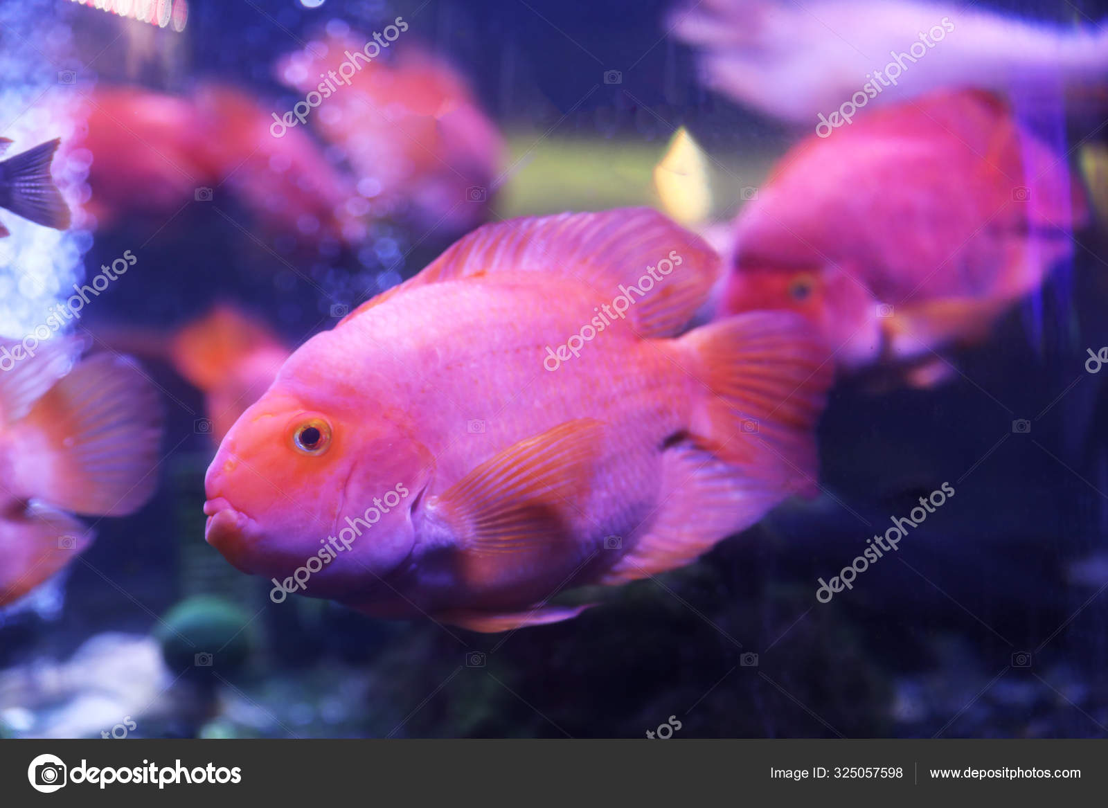 Freshwater Parrot Fish