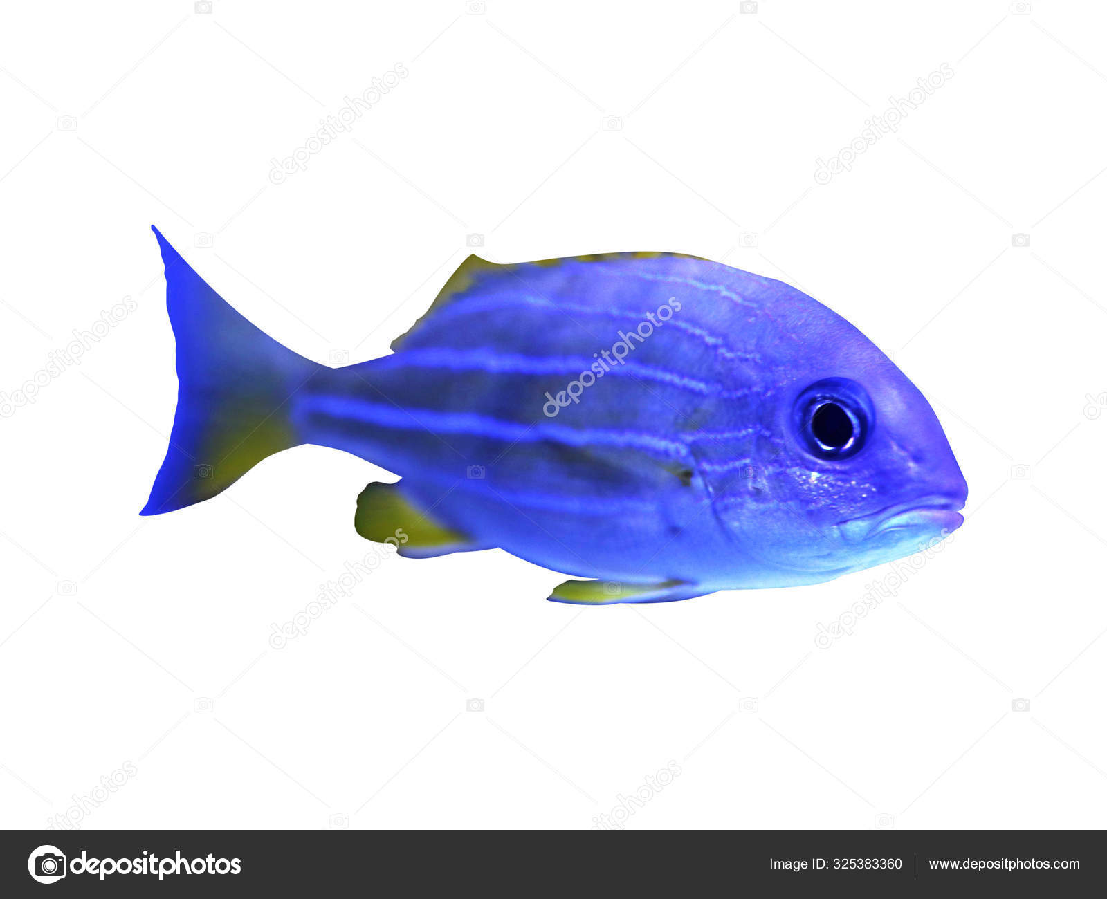 Blue Striped Tropical Fish