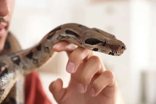 Man Holds Snake Boa His Hands Dangerous Profession Stock Photo by ...