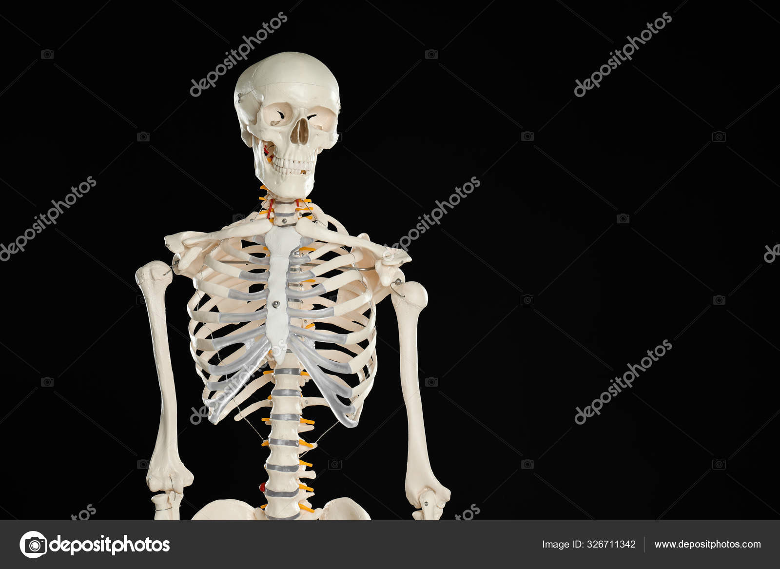 Modelo Esqueleto Humano Artificial Sobre Fondo Negro Espacio Para Texto ...