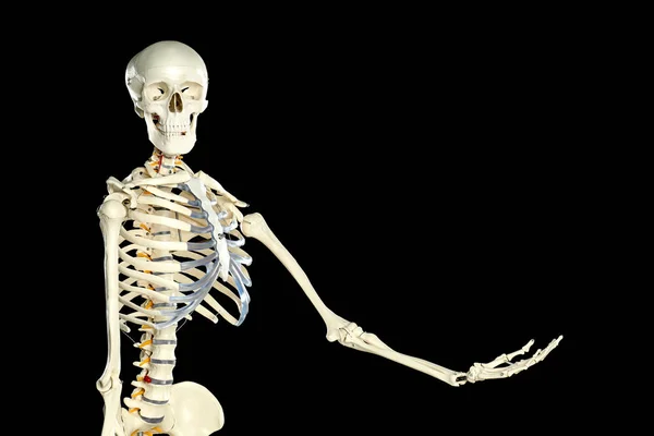 Black skeleton Stock Photos, Royalty Free Black skeleton Images ...
