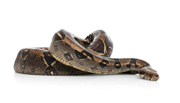 Brown boa constrictor on white background. Exotic snake Stock Photo by ...