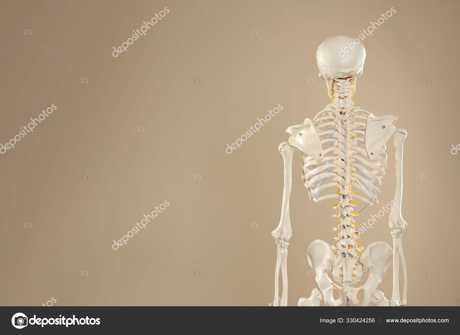 Artificial Human Skeleton Model Beige Background Back View Space Text ...