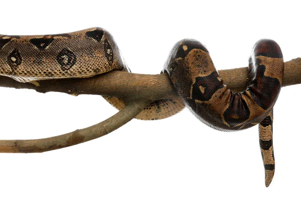 Brown boa constrictor on white background. Exotic snake Stock Photo by ...