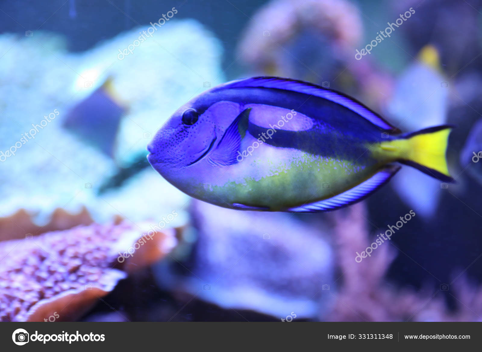 Beautiful Tang Fish Swimming Clear Aquarium — Stock Photo © NewAfrica ...