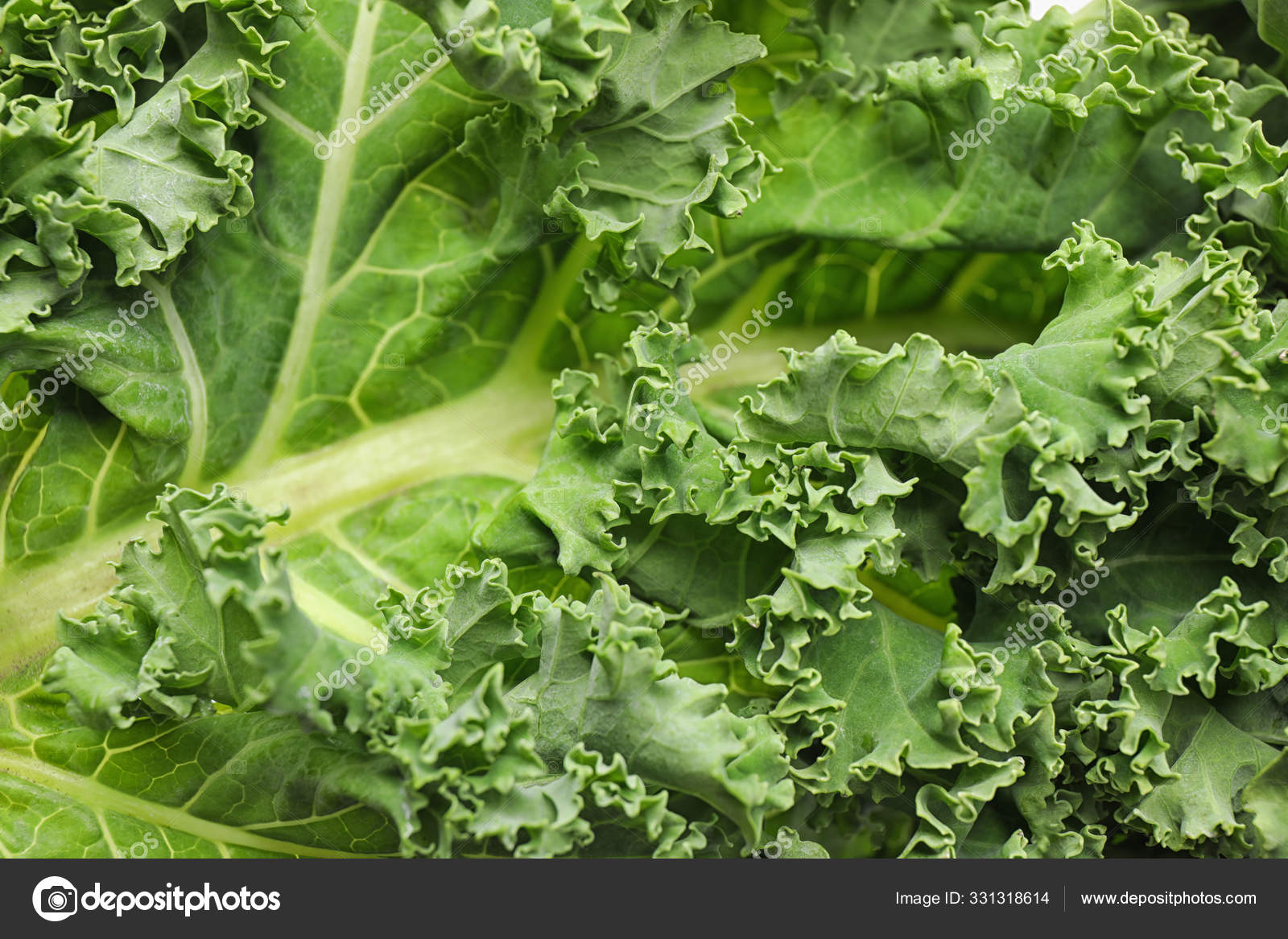 Hojas Col Rizada Verde Fresca Como Fondo Primer Plano: fotografía de ...