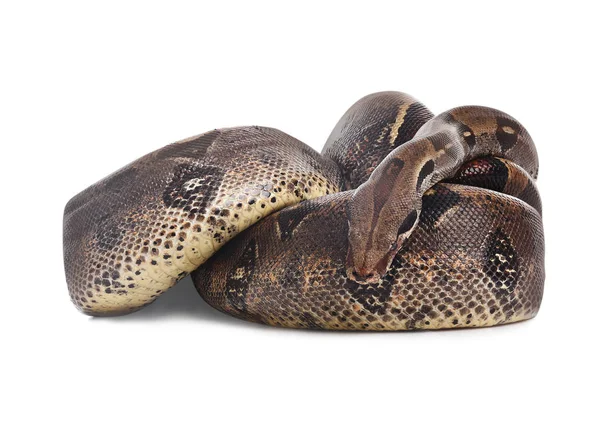 Brown boa constrictor on white background. Exotic snake Stock Photo by ...