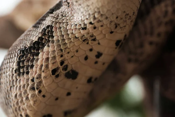 Boa constrictor snake skin Stock Photos, Royalty Free Boa constrictor ...